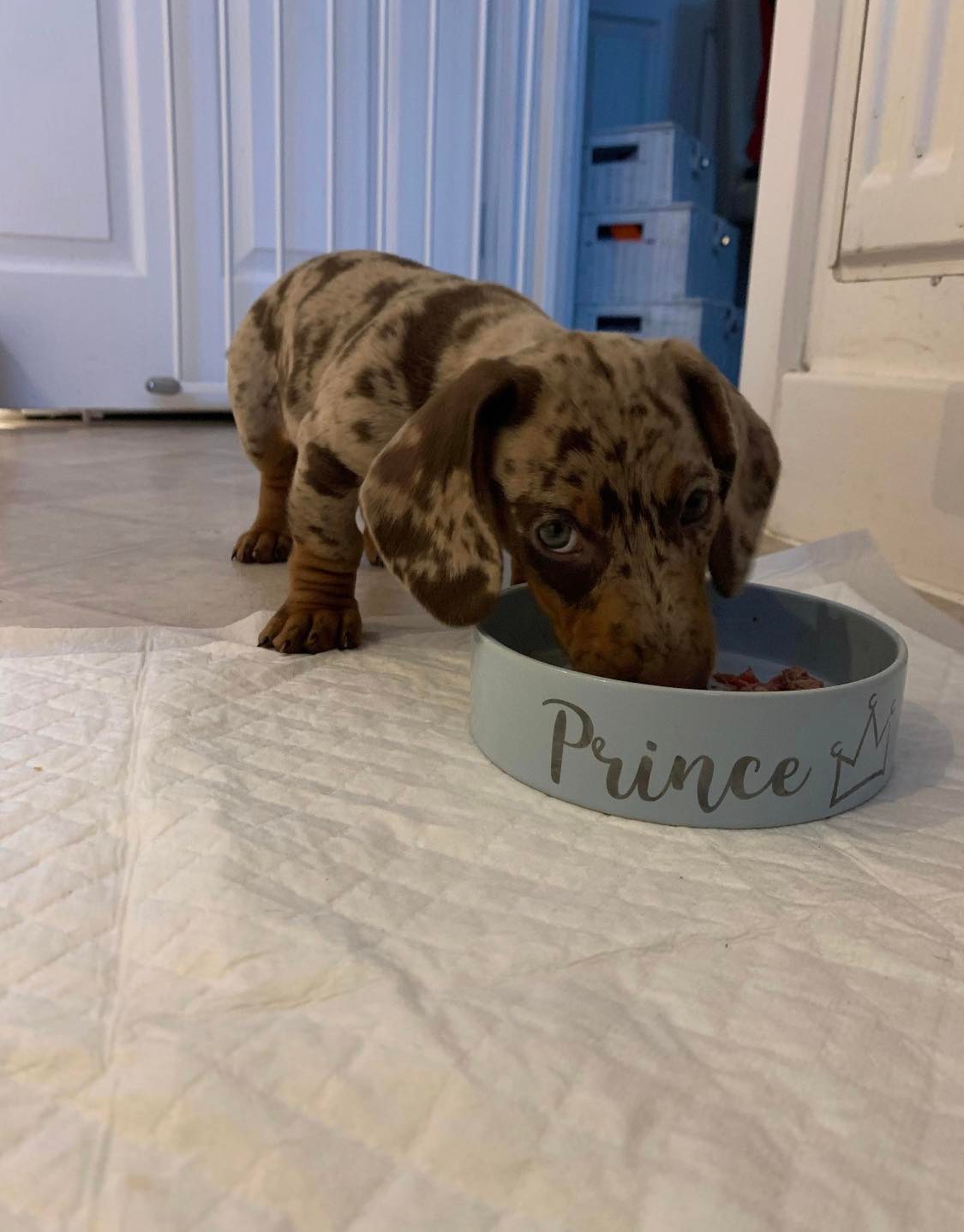 Pegasus Unique Pets (PUPS) – Pegasus Pets (PUP’S)