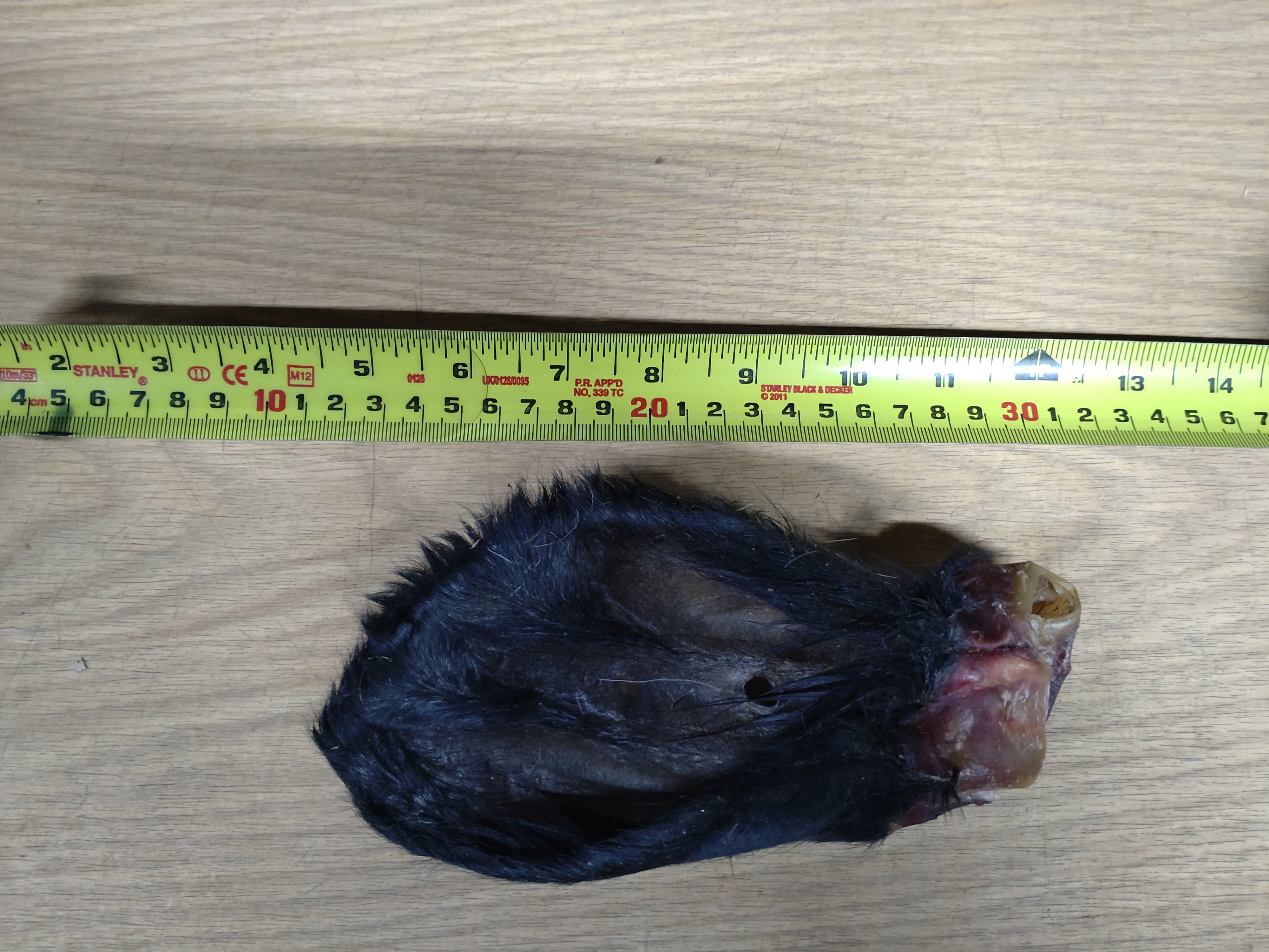 Hairy cow ear – Pegasus Unique Pets (PUP’S)